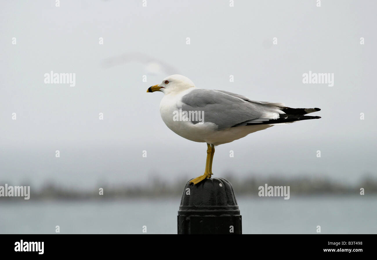 A seagull perches on a piling off of Navy pier in Chicago, Illinois ...
