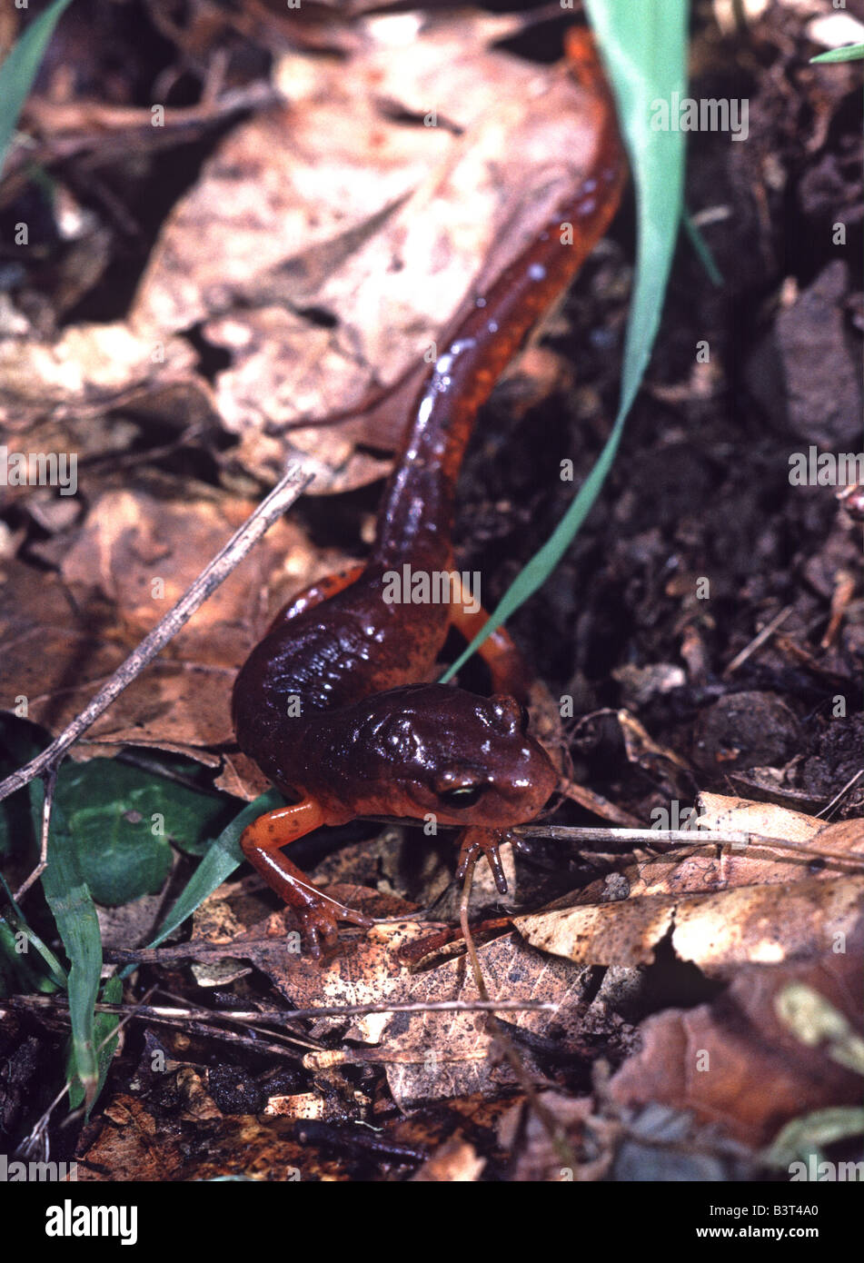 Ensatina salamanders hi-res stock photography and images - Alamy
