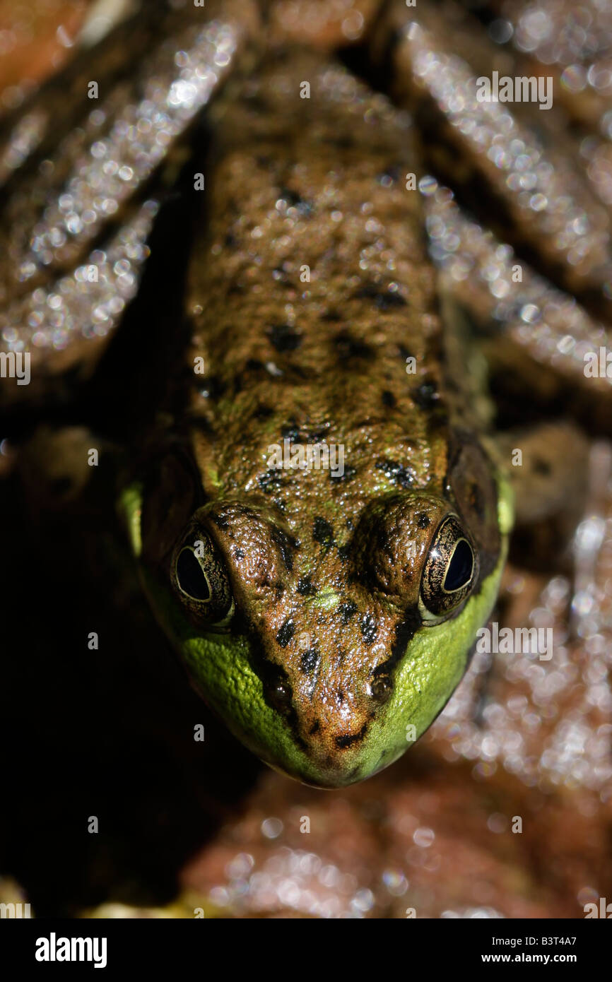 Camouflage hi res hi-res stock photography and images - Alamy