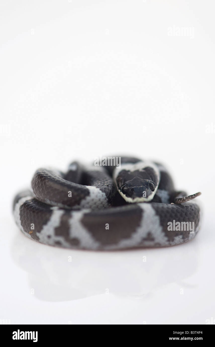 Indian wolf snake hi-res stock photography and images - Alamy