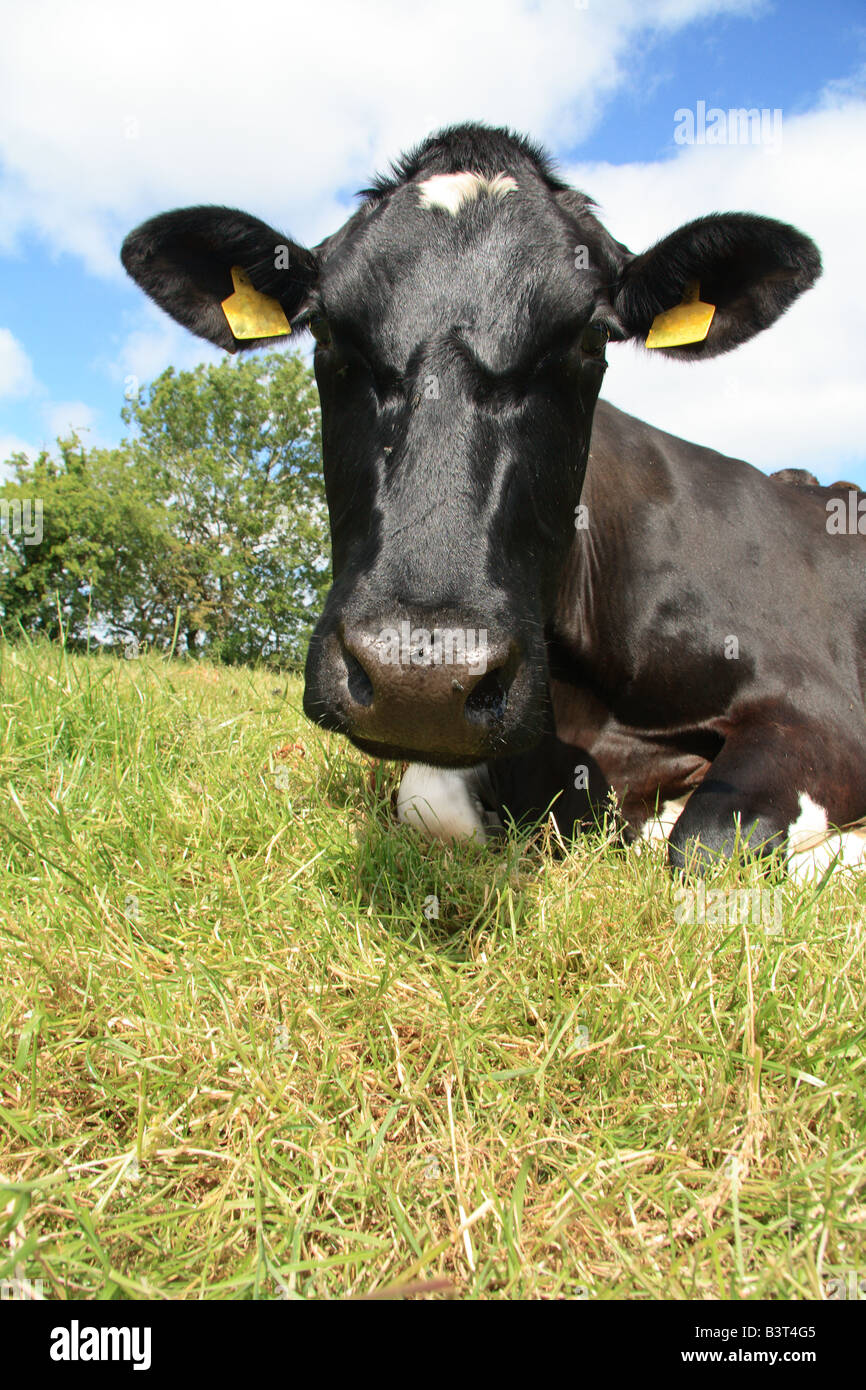 Black and white fresian cow hi-res stock photography and images - Alamy