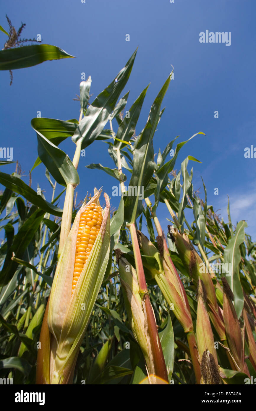 Corn field at hi-res stock photography and images - Alamy