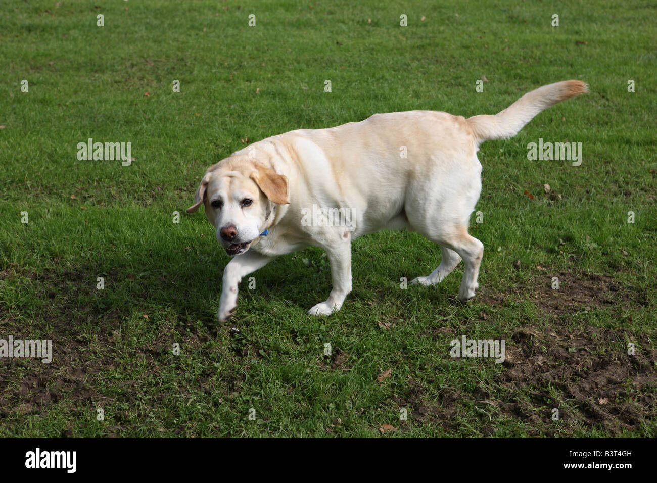 A labrador dog walking in the park Stock Photo - Alamy
