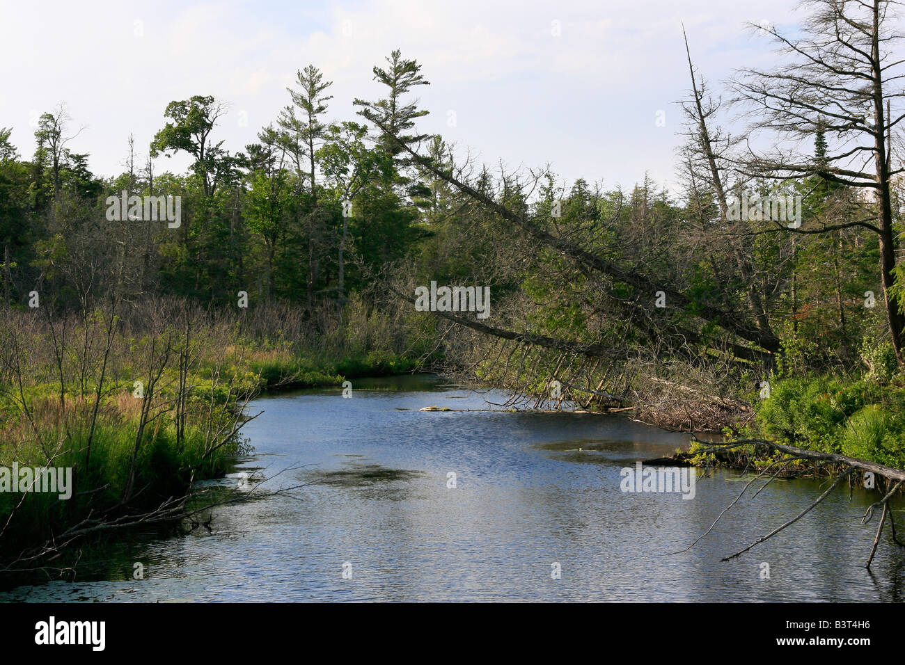 Upper peninsula michigan woods hi-res stock photography and images - Alamy