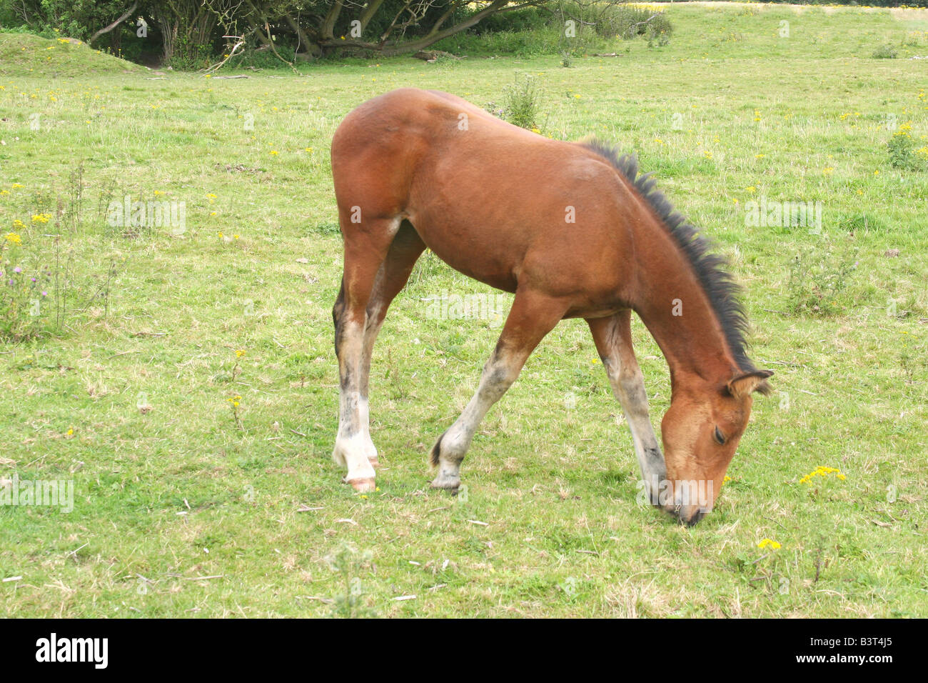 foal horse animals mammals equine grazing nature grass fodde r feeding ...