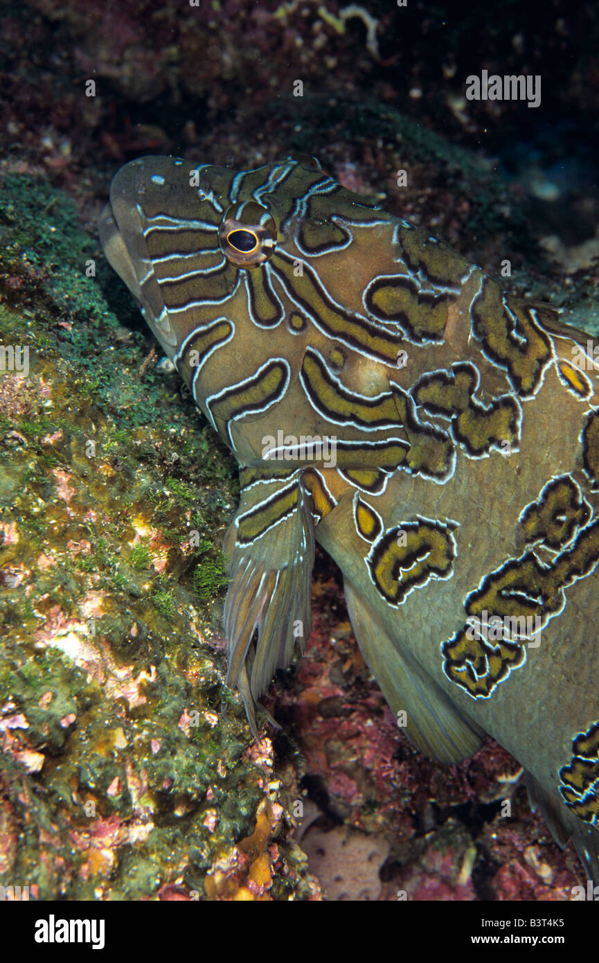 Hieroglyphic hawkfish (Cirrhitus rivulatus) Sea of Cortez, Baja ...
