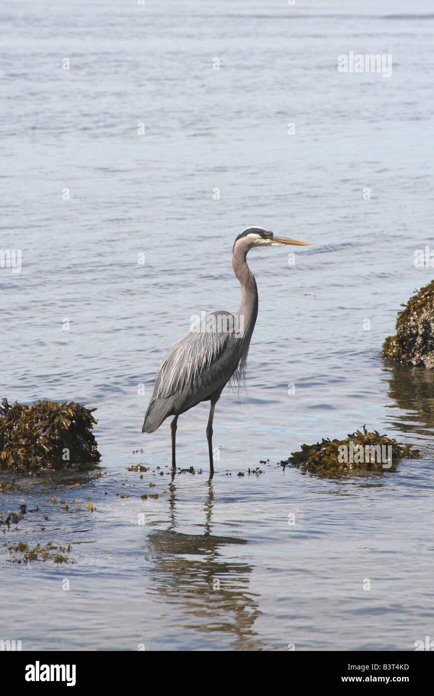 heron stood in water, room for text Stock Photo - Alamy