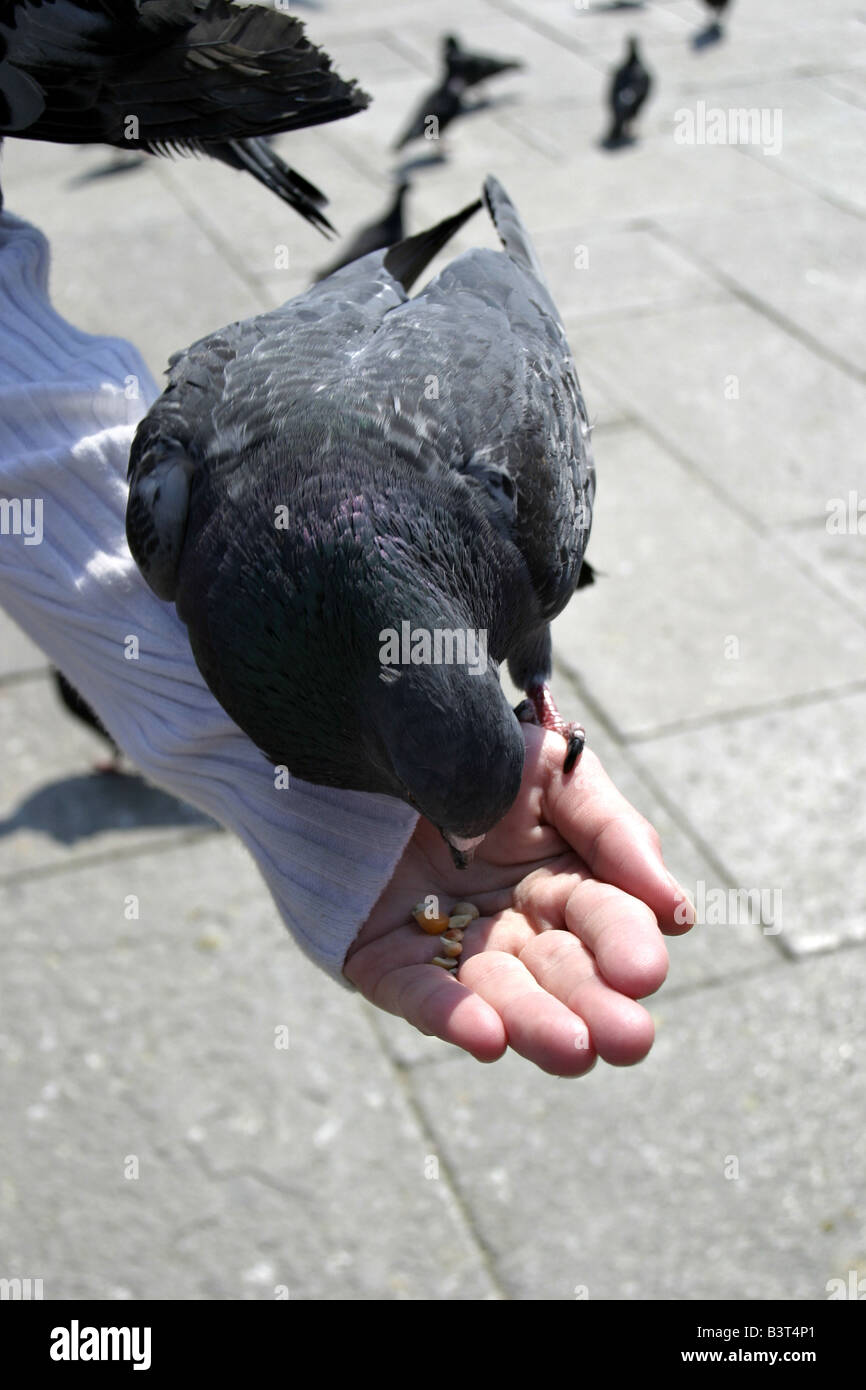 Pigeons abound in Piazza San Marco in Venice, Italy Stock Photo - Alamy
