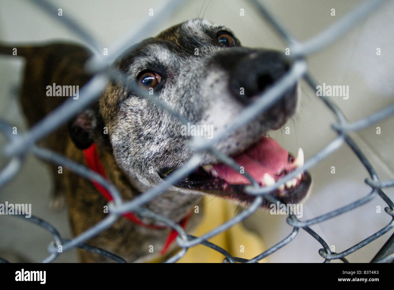 Happy rescued dog hi-res stock photography and images - Alamy