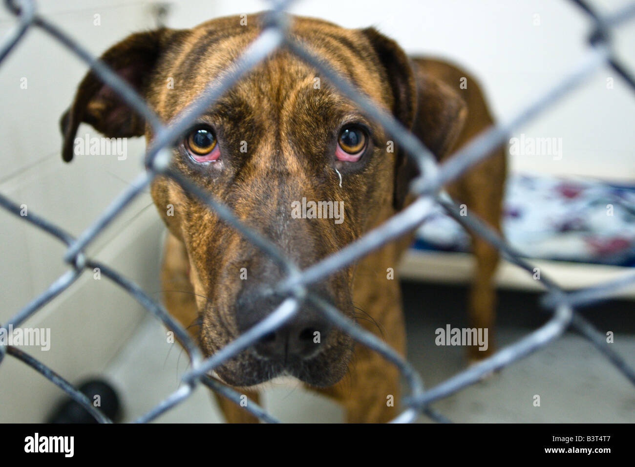 Sad pitbull hi-res stock photography and images - Alamy