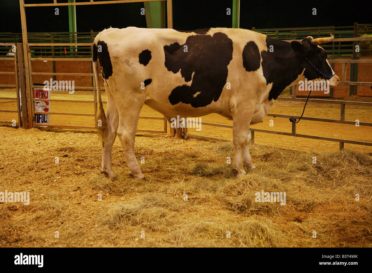 An ox at a county fair Stock Photo - Alamy