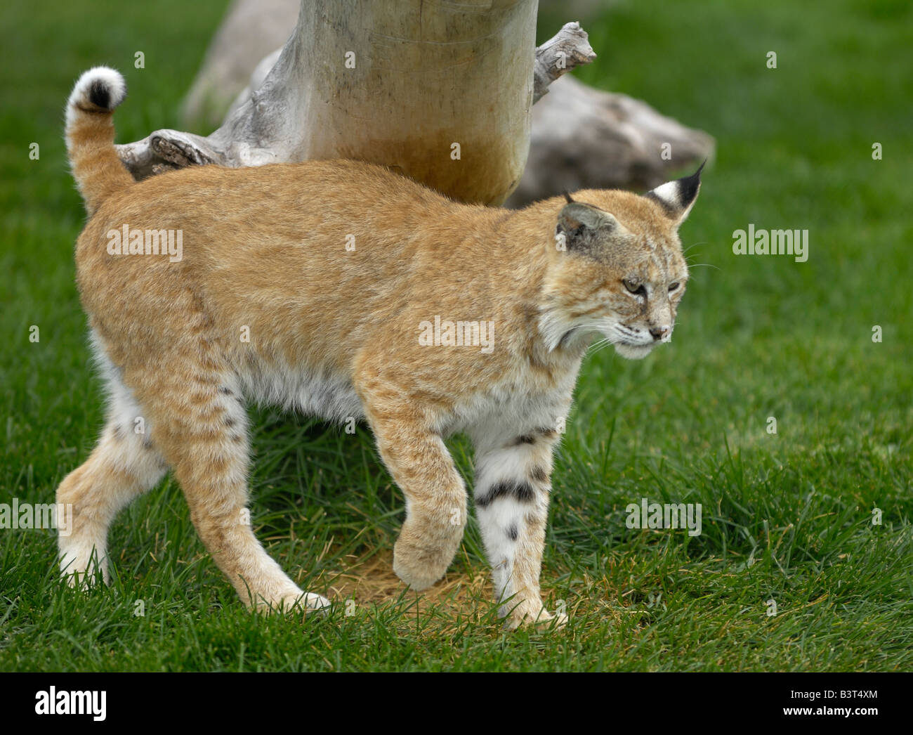 Bobcat stalking hi-res stock photography and images - Alamy