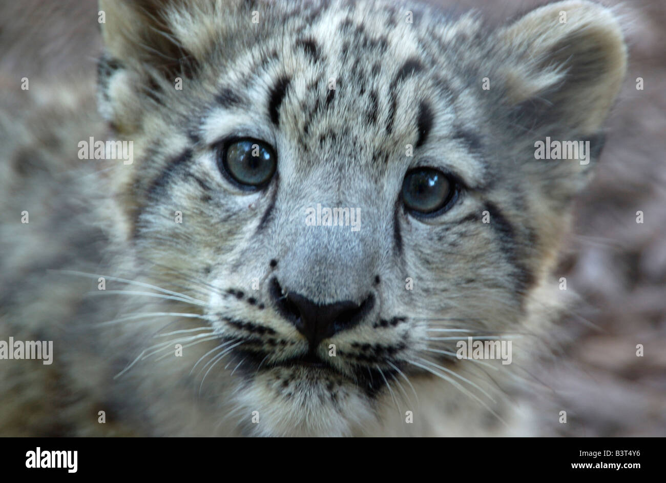 Snow leopard cub Stock Photo - Alamy