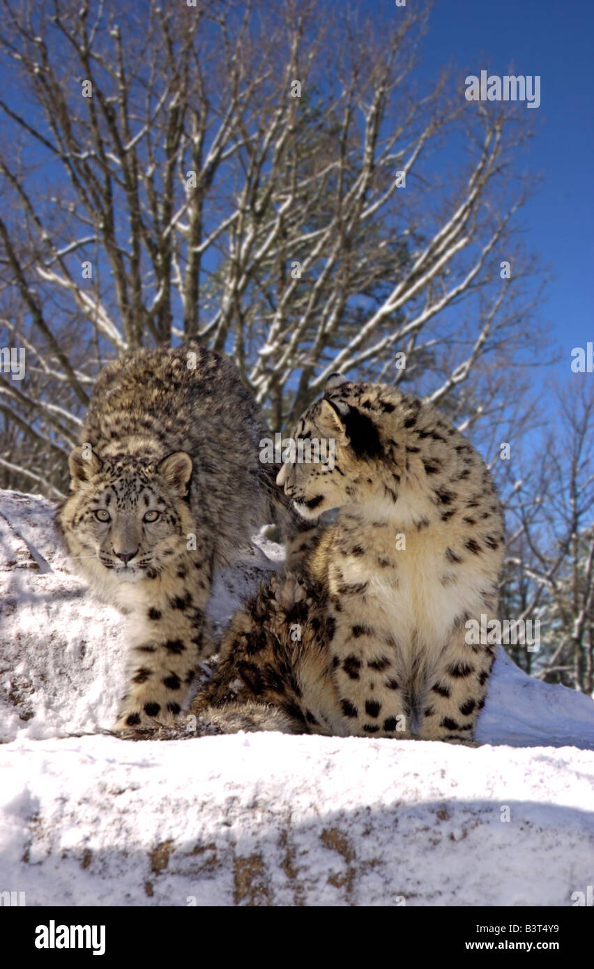 Snow leopards hunting hi-res stock photography and images - Alamy