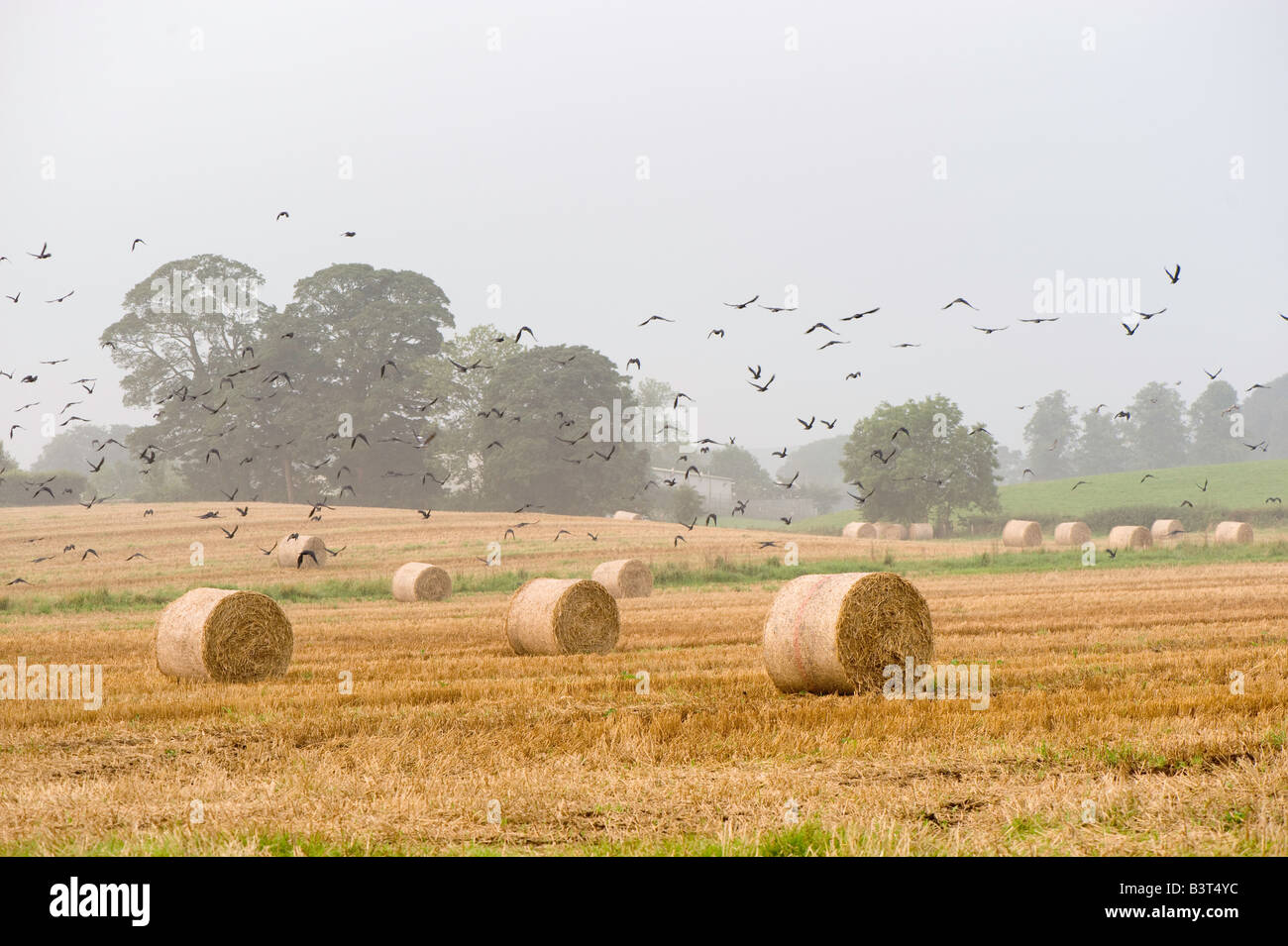 Rooks and Jackdows fly out of a field of straw bales in the early ...