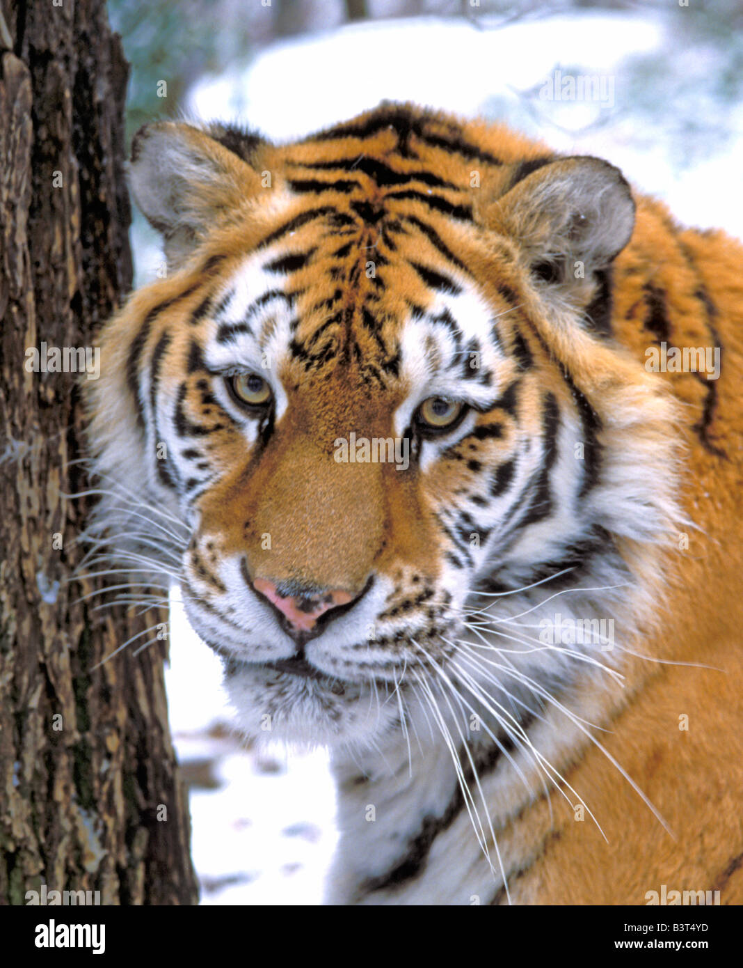 Tiger in snow Stock Photo - Alamy