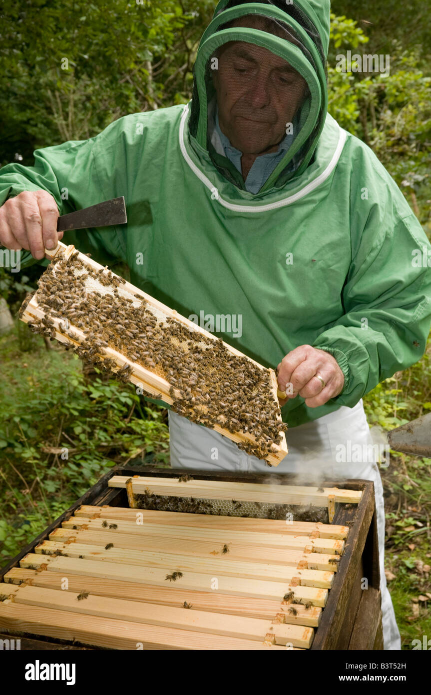 A male Beekeeper wearing protective clothing face mask checking his ...