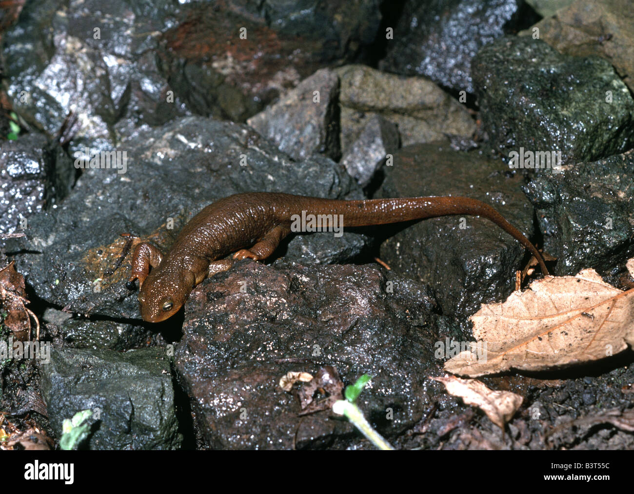 Newt taricha salamandridae hi-res stock photography and images - Alamy