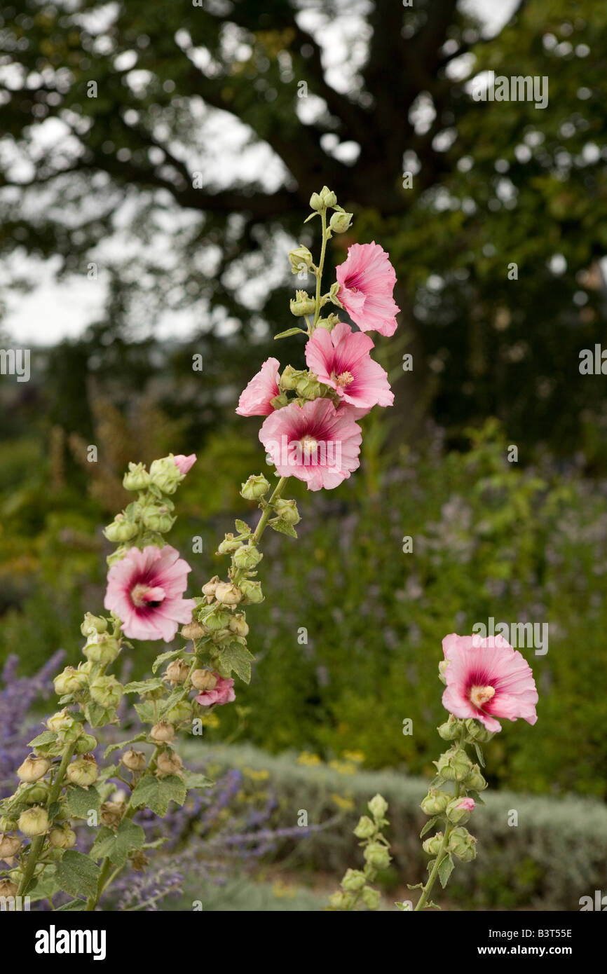 Pink hollyhocks hi-res stock photography and images - Alamy