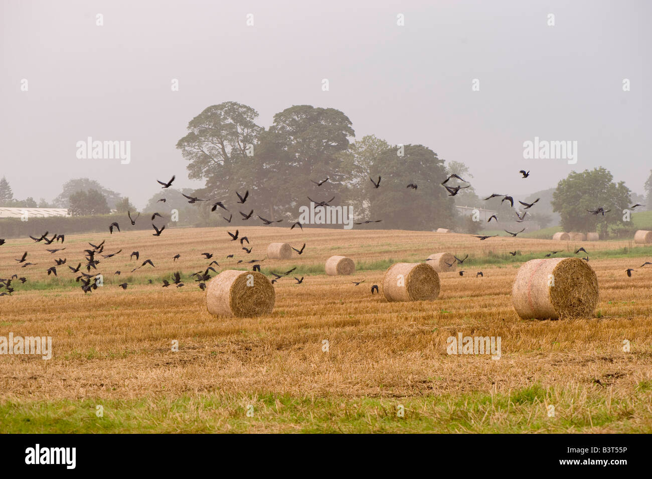 Rooks and Jackdows fly out of a field of straw bales in the early ...