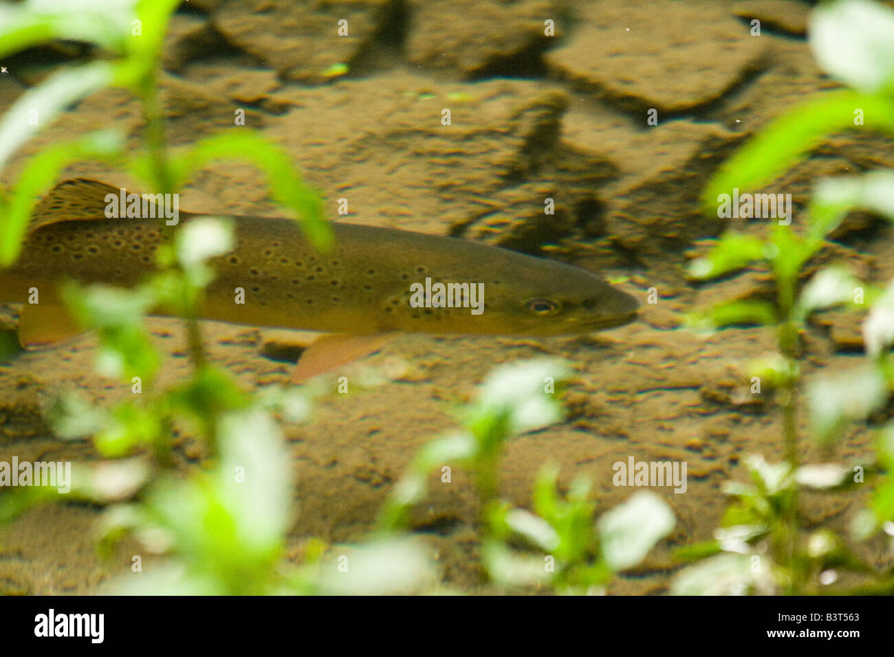Trout in clear chalk stream Stock Photo - Alamy