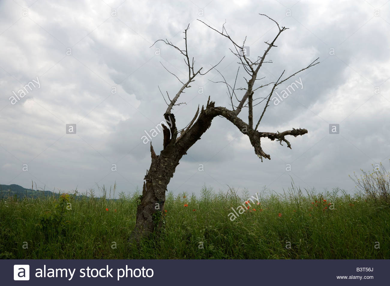 Dead Tree Stock Photos & Dead Tree Stock Images - Alamy