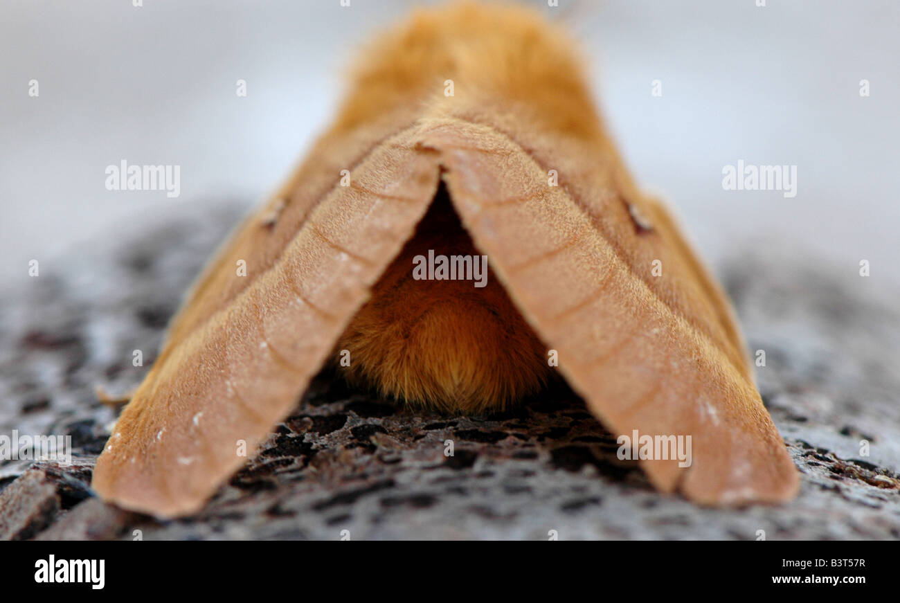 The rear of a female Oak Eggar moth Stock Photo - Alamy
