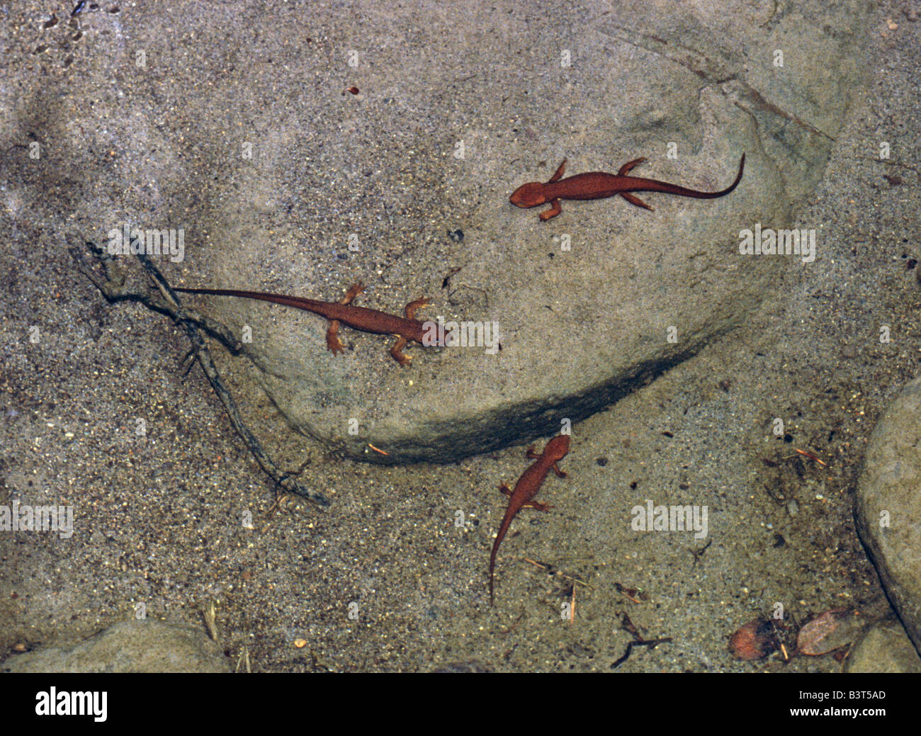 Monte bello preserve hi-res stock photography and images - Alamy