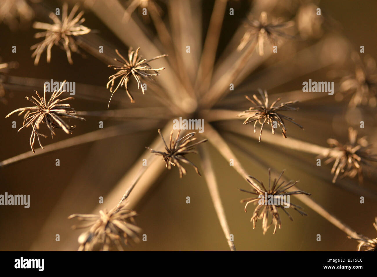 Plant strem hi-res stock photography and images - Alamy