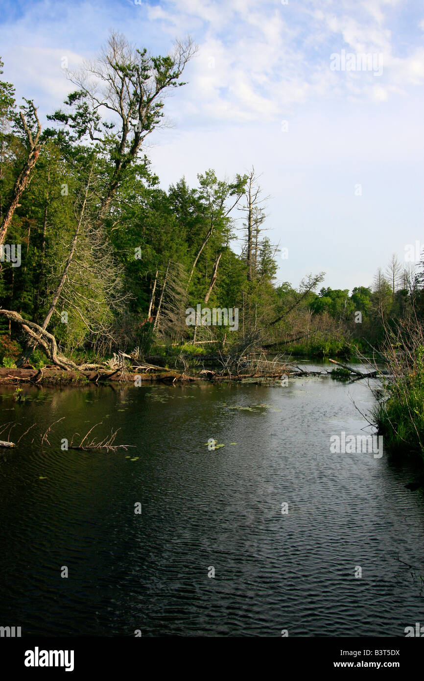 Upper peninsula michigan woods hi-res stock photography and images - Alamy