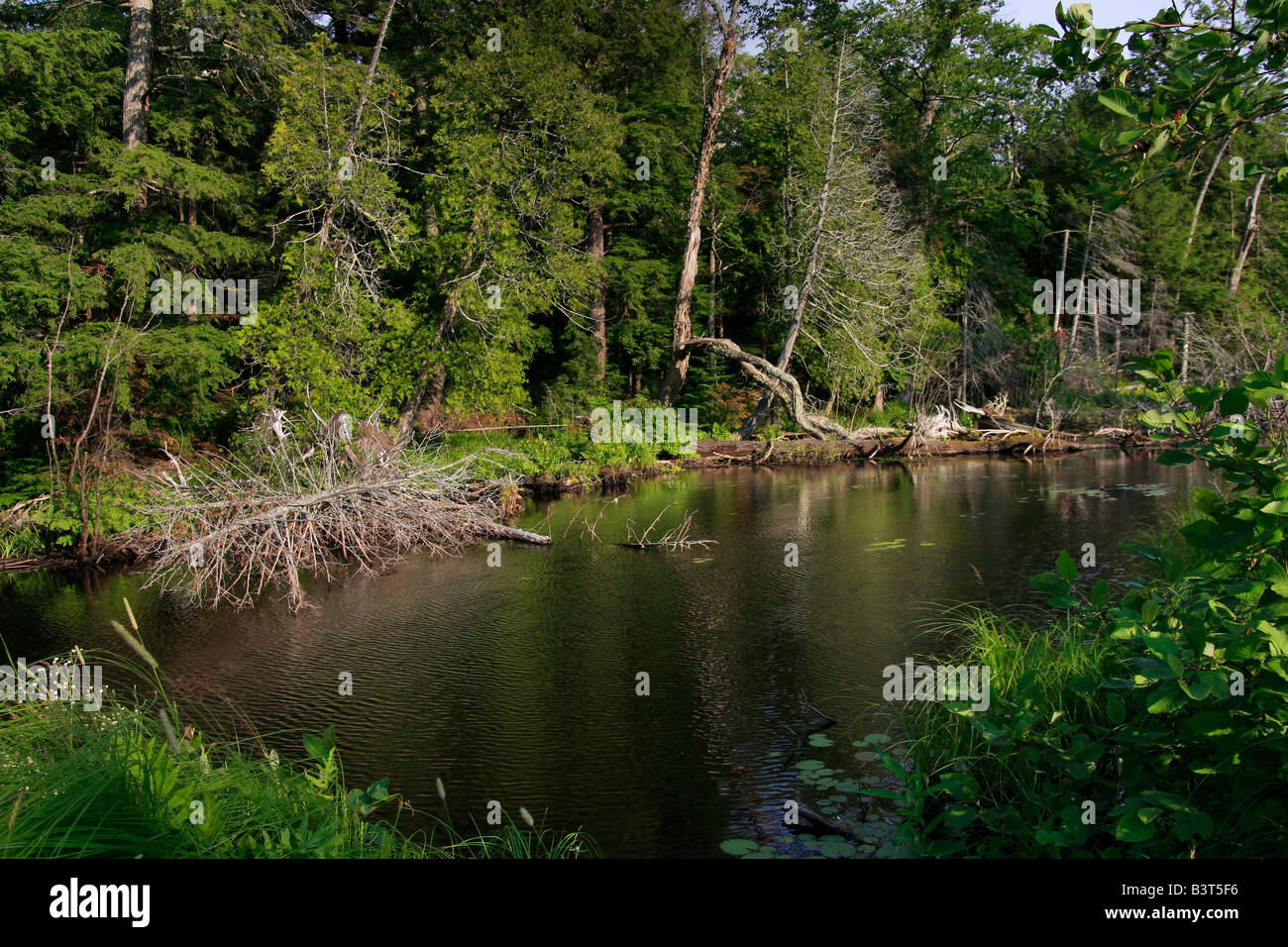 Whitefish River Upper Peninsula in Michigan MI USA US beautiful wild ...
