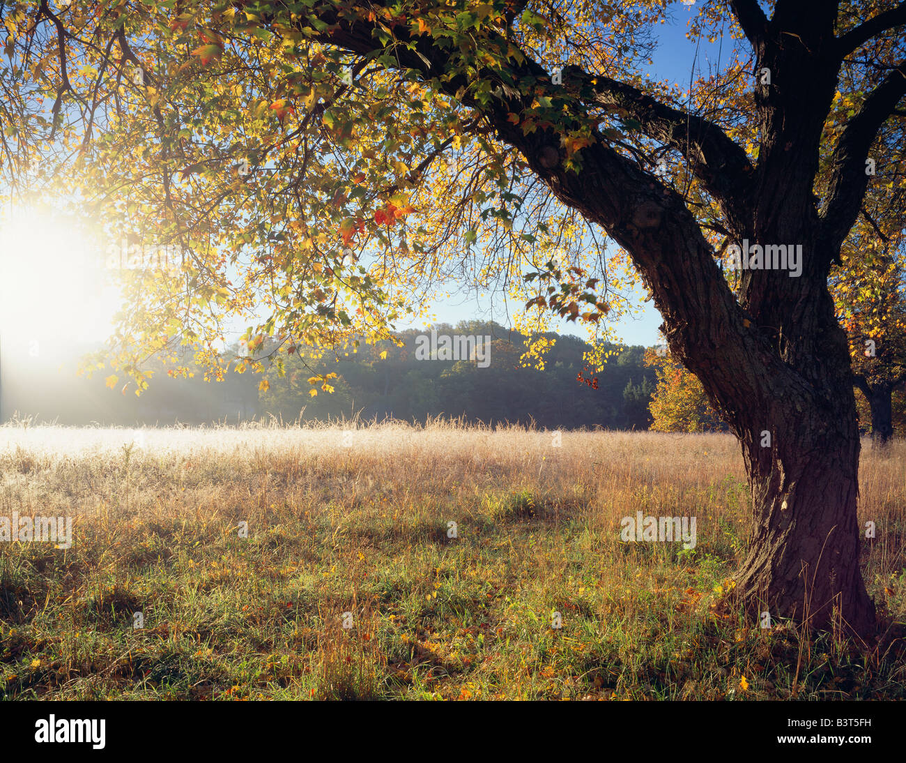 Early morning light on fall foliage and field of grasses, Chadds Ford ...
