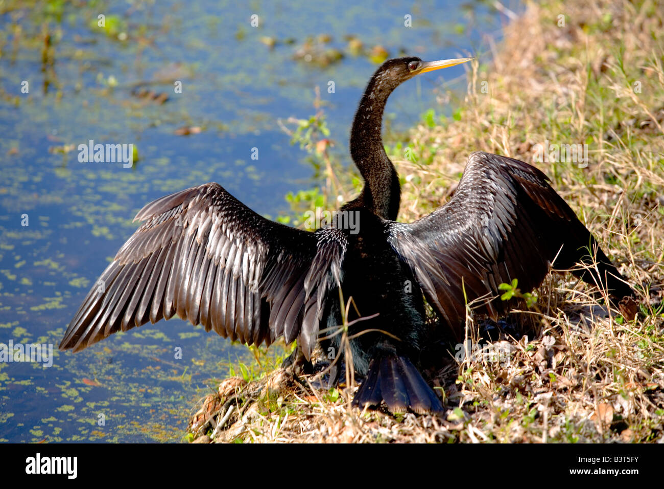 Anhinga Water Turkey anhinga anhinga leucogaster Florida Stock Photo ...