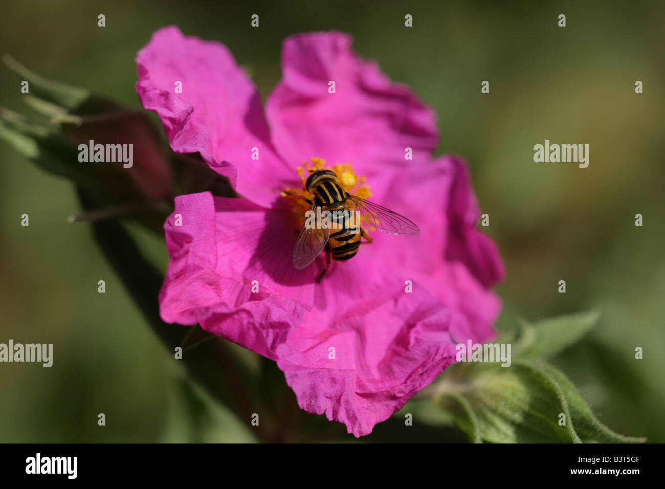 Manure fly hi-res stock photography and images - Alamy