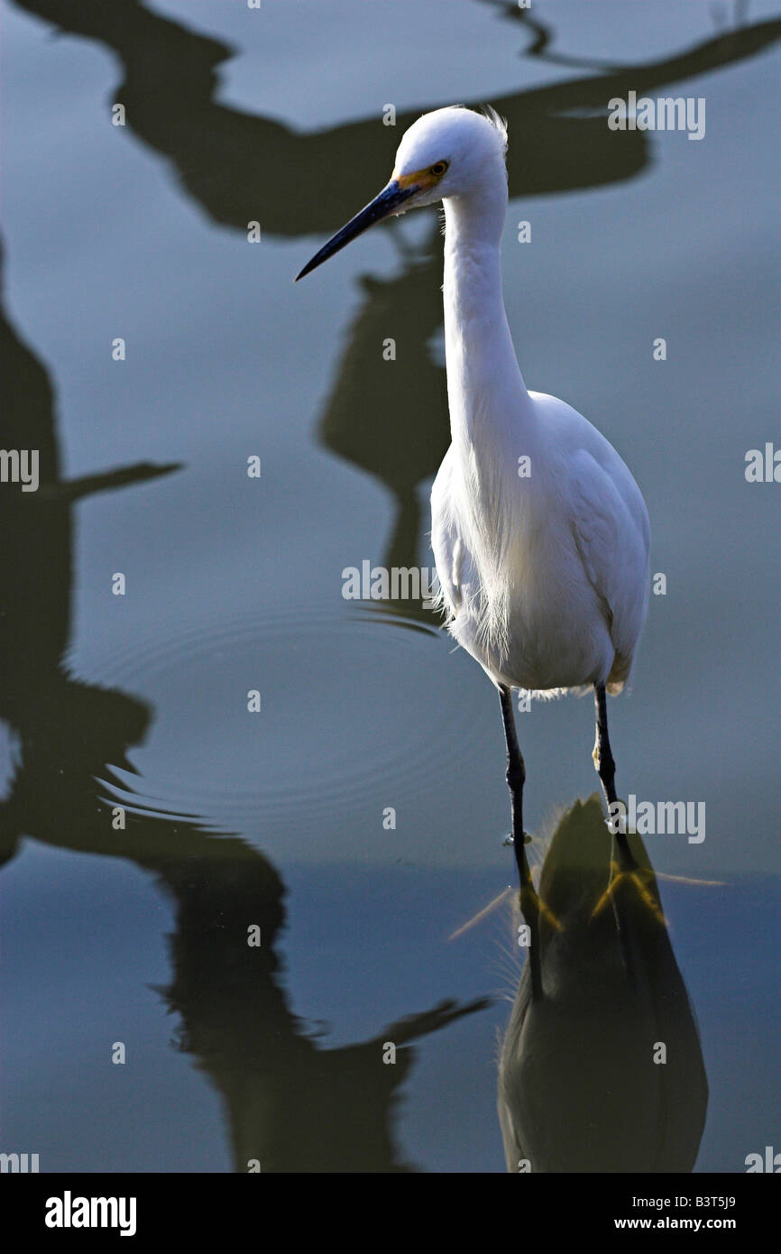 A Snowy Egert wading in a bayou in Southern Louisiana Stock Photo - Alamy