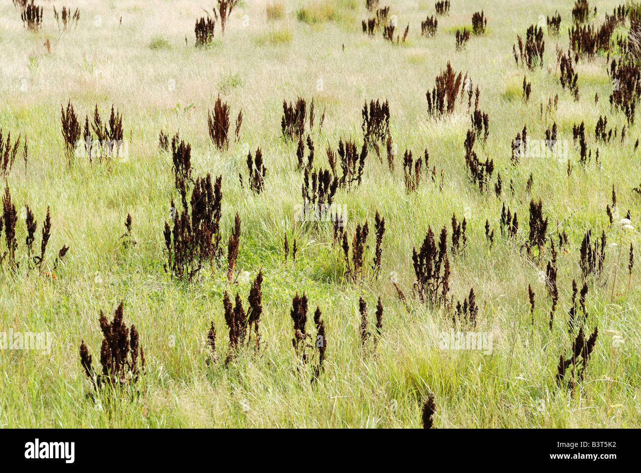 Grass field, Sweden Stock Photo - Alamy