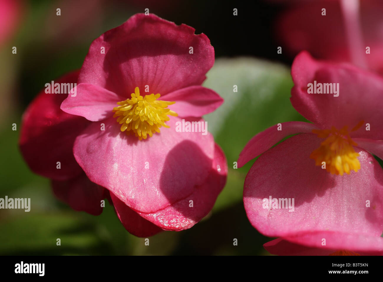 Wild begonia hi-res stock photography and images - Alamy