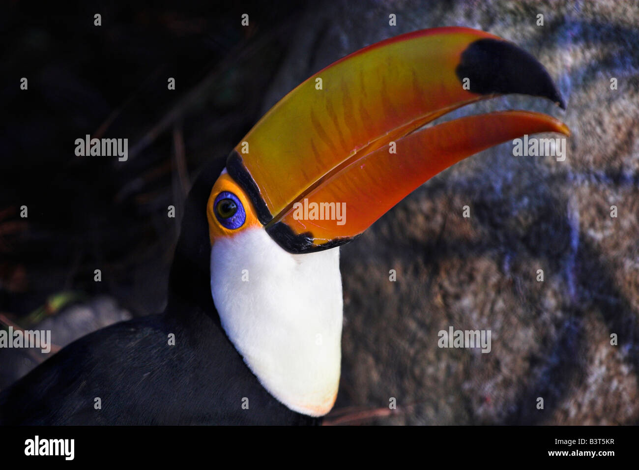 A Ramphastos toco, or Toco Toucan, the largest known toucan Stock Photo ...