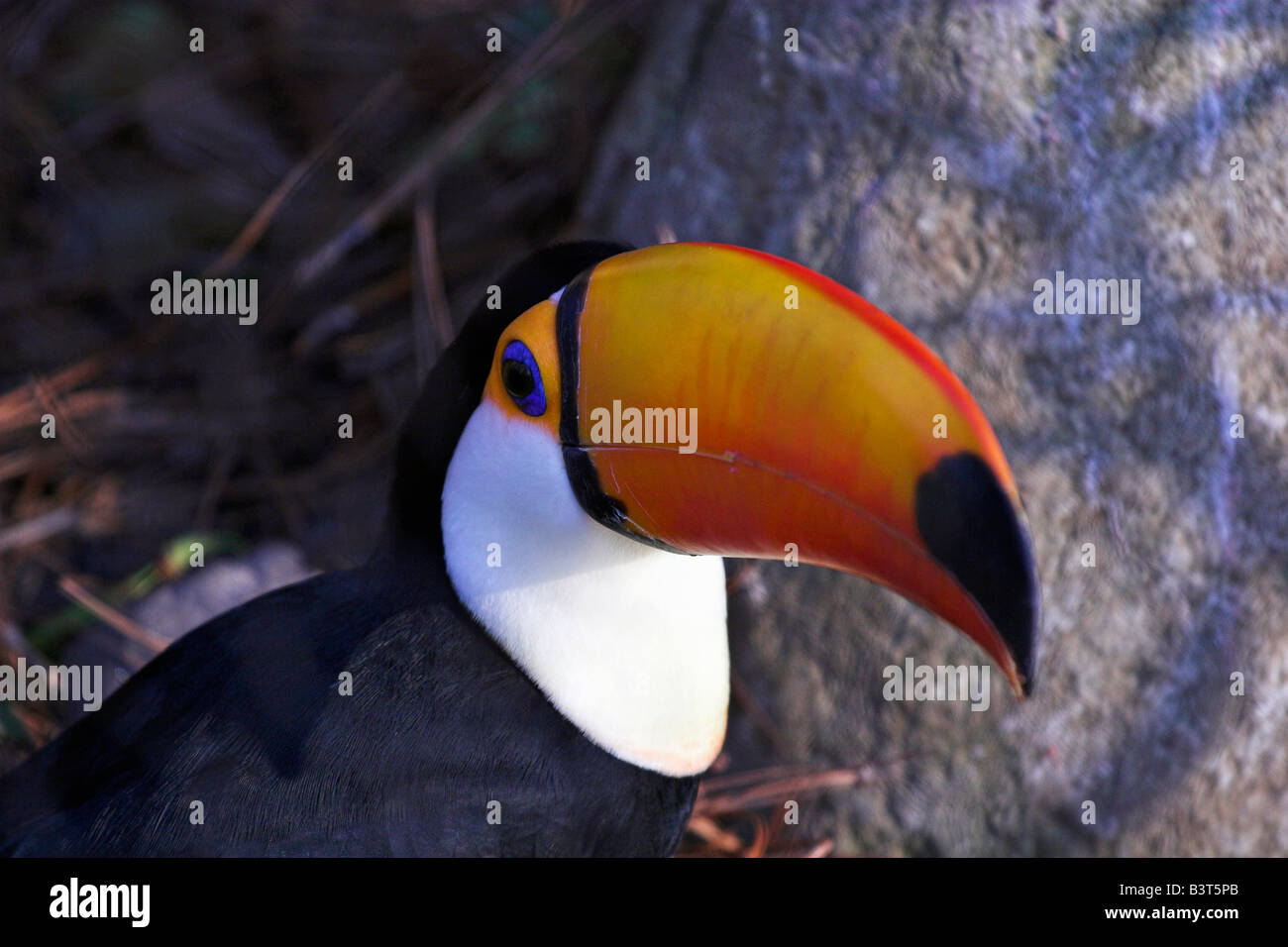 Toucan sam hi-res stock photography and images - Alamy