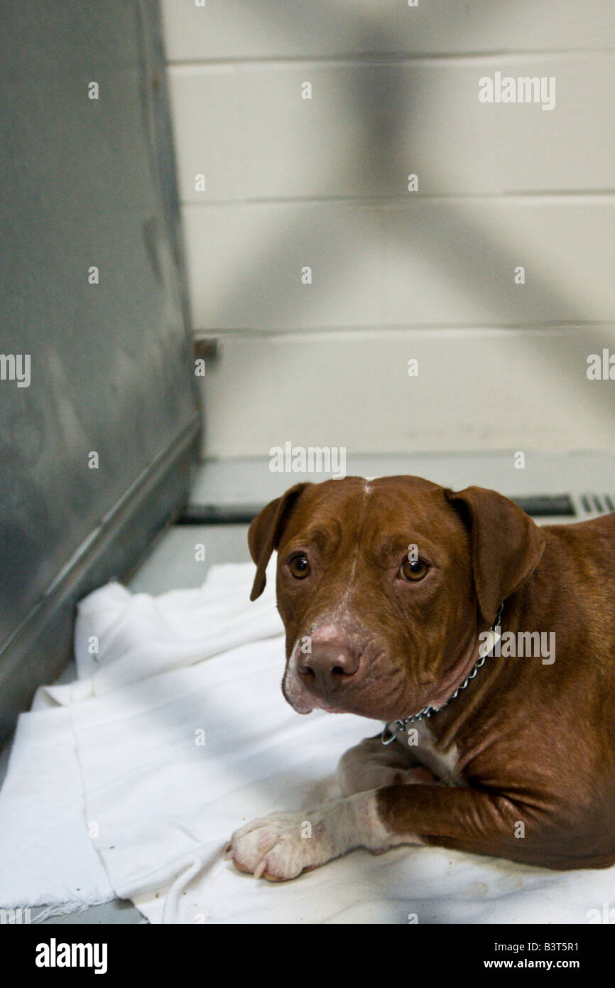 Scared pitbull hi-res stock photography and images - Alamy