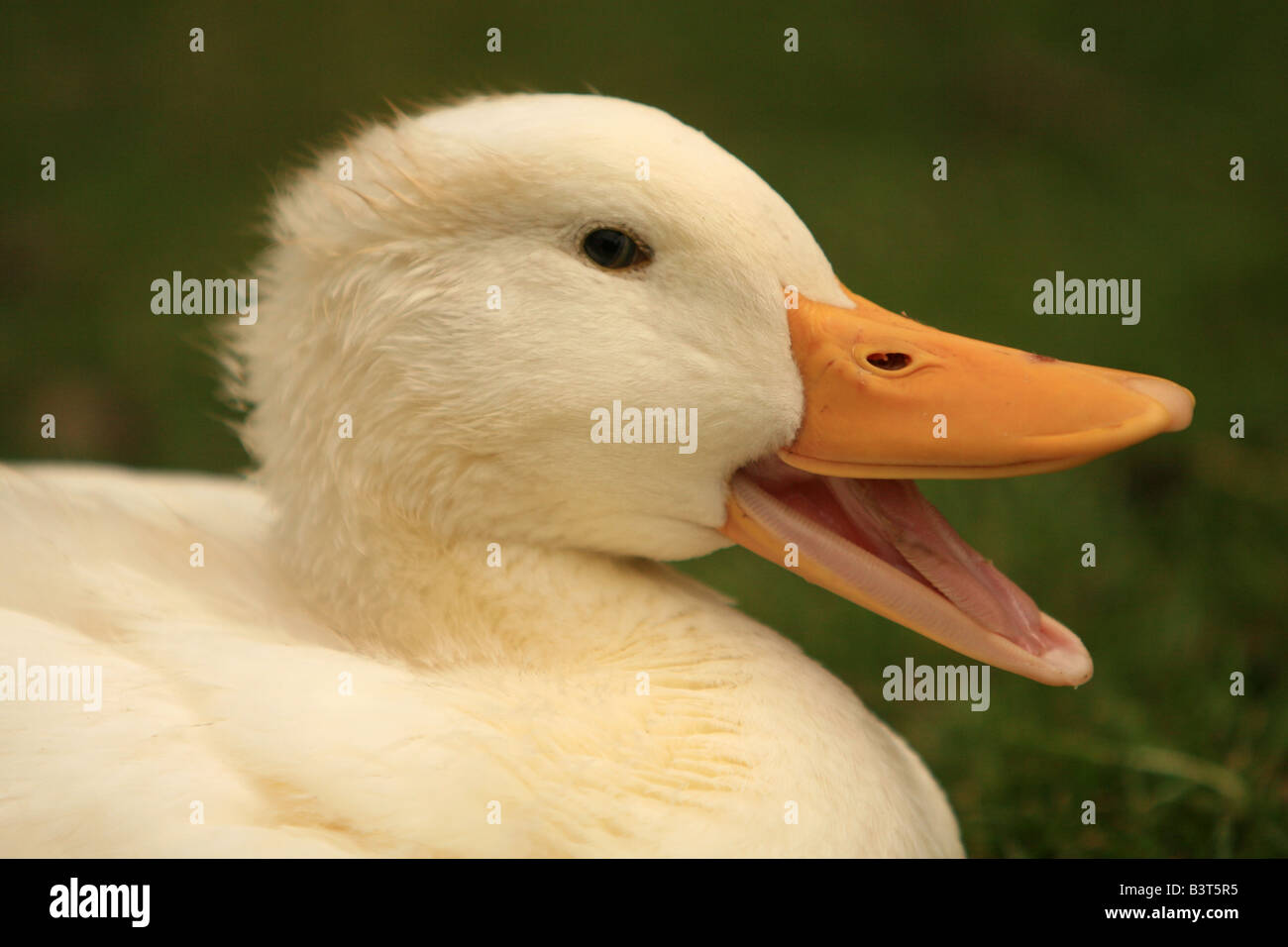 White duck, quacking Stock Photo - Alamy