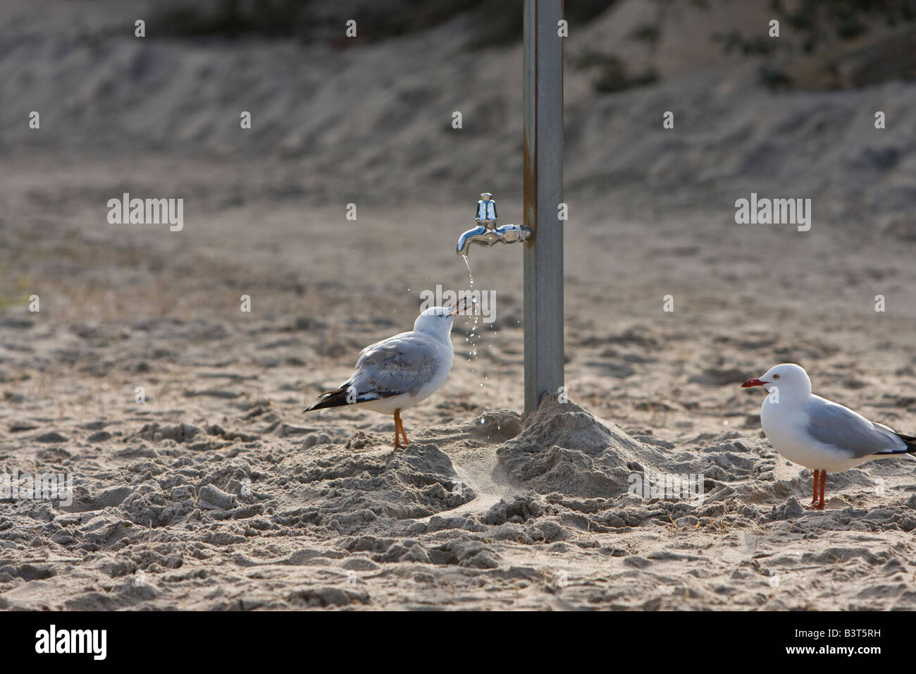 Bird drinking water from a tap hi-res stock photography and images - Alamy
