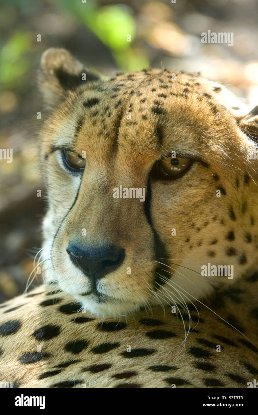 Cheetah in the shade Stock Photo - Alamy
