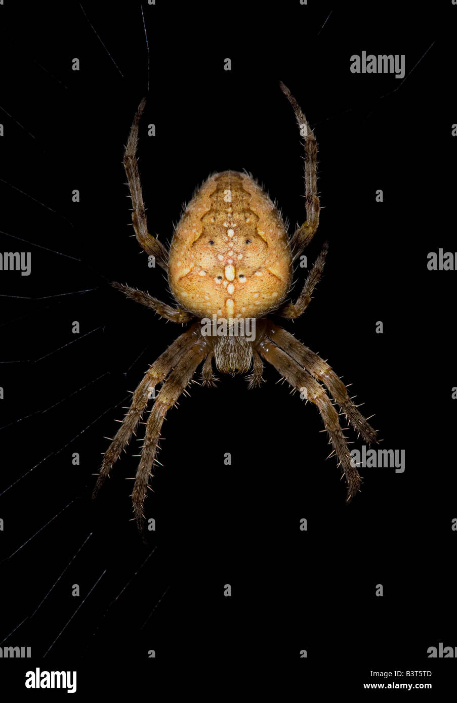 Common European Garden Spider / Cross Spider Stock Photo - Alamy