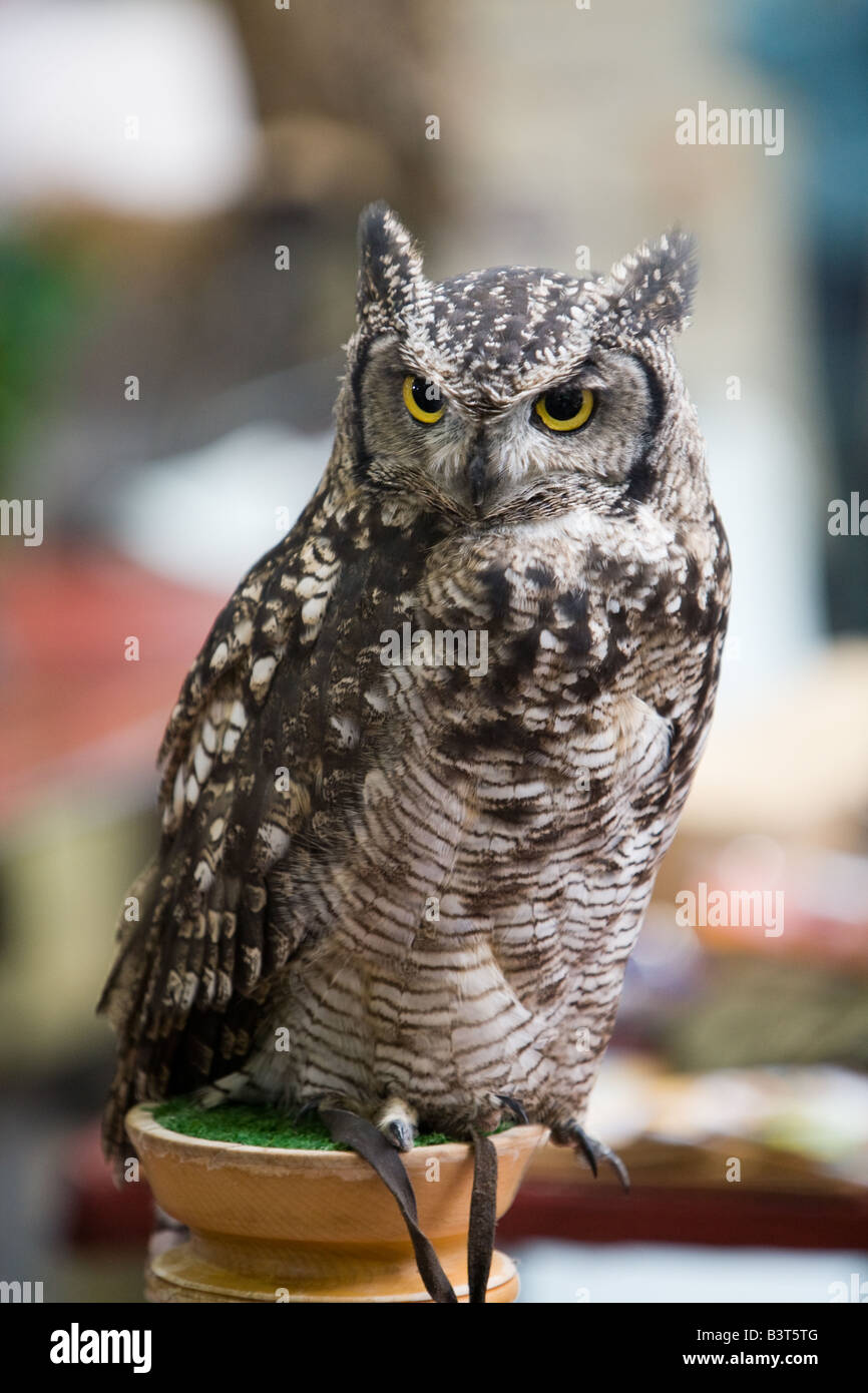 Waiting for the rapture hi-res stock photography and images - Alamy