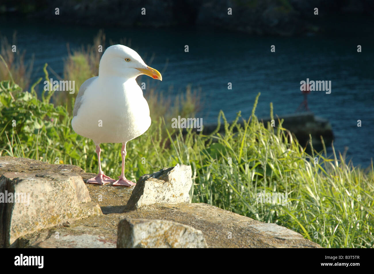 seagull, Cornwall, England, UK Stock Photo - Alamy