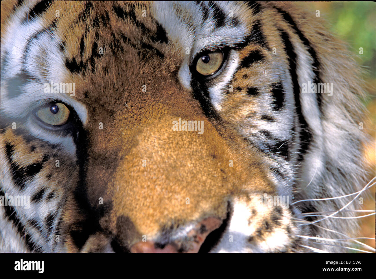 Eye of the Tiger Stock Photo - Alamy