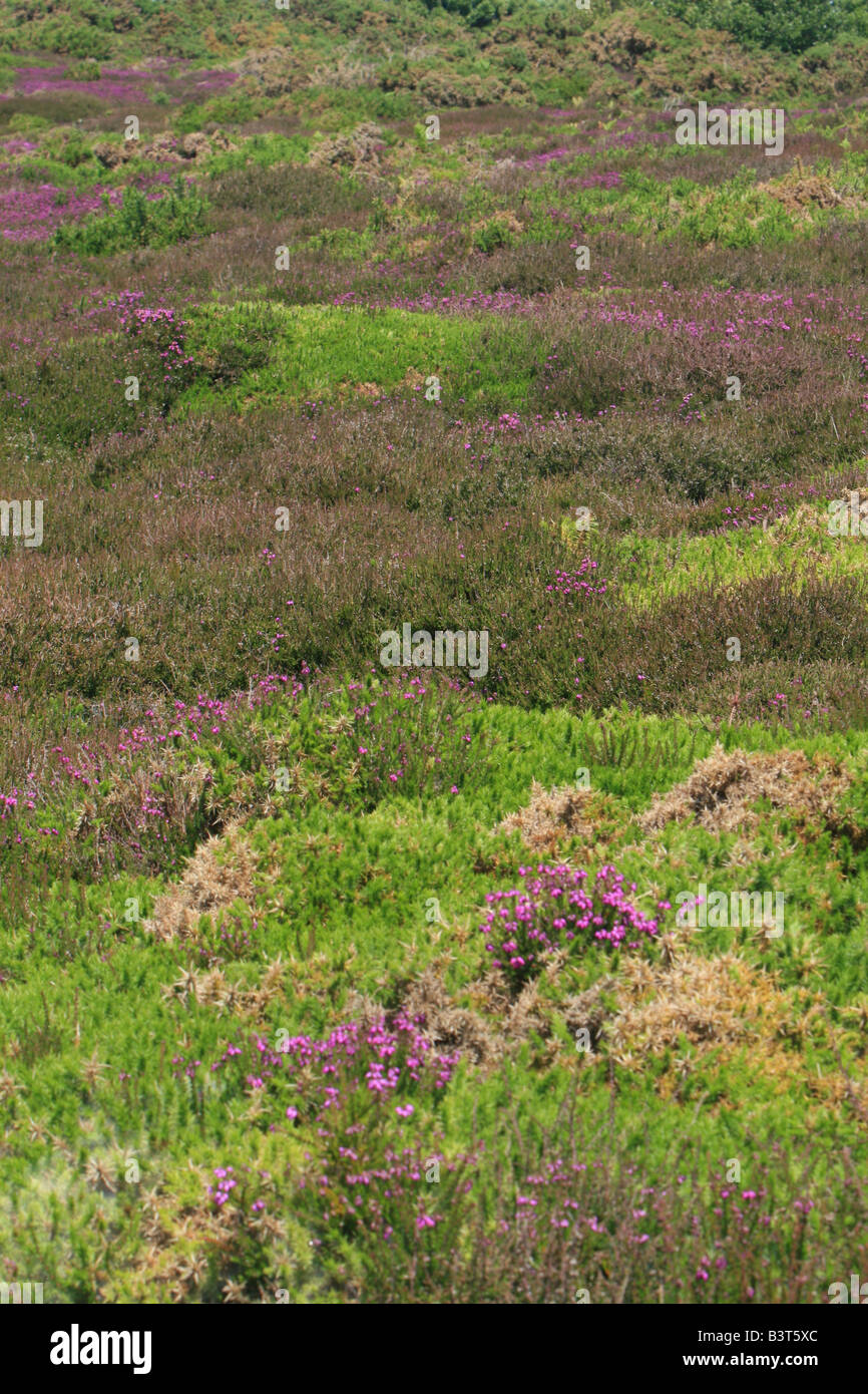 Wild heathland landscape Stock Photo - Alamy