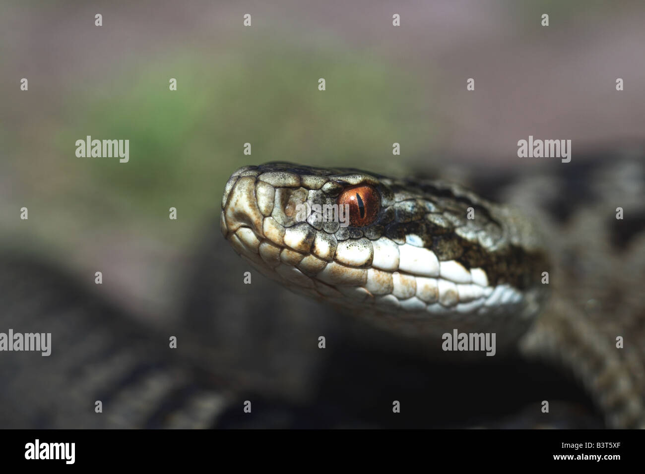 Viper british isles hi-res stock photography and images - Alamy