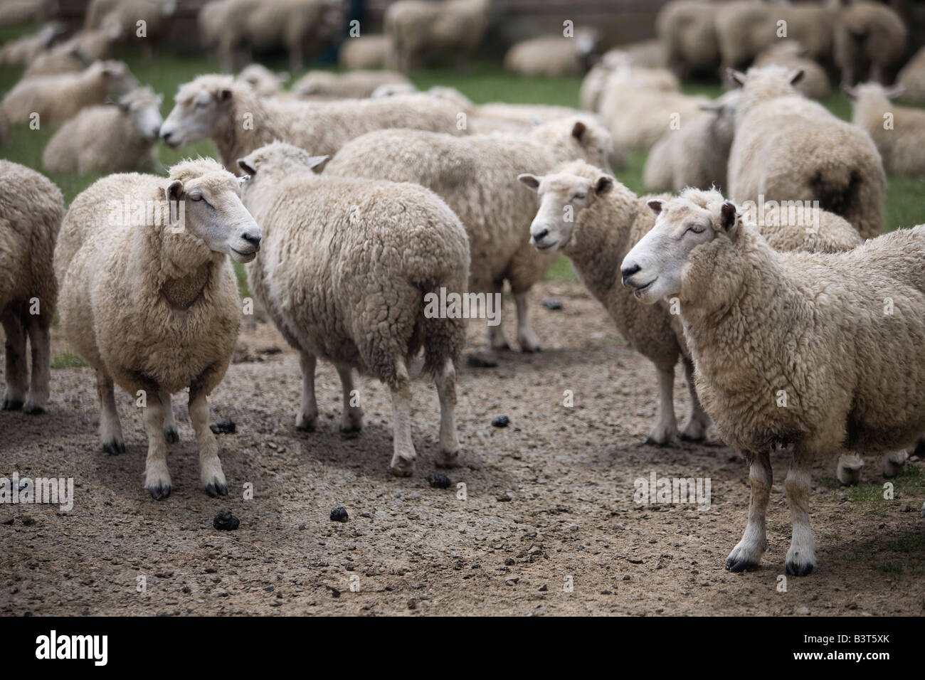 Sheep (Ovis aries Stock Photo - Alamy